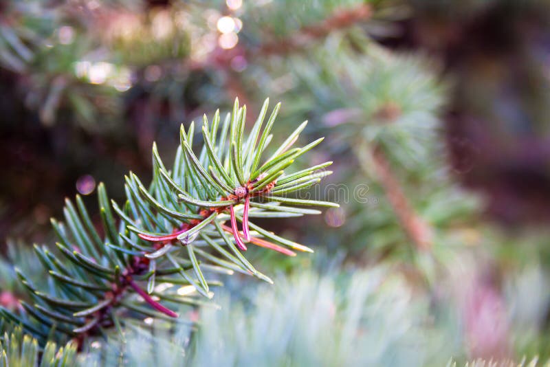 Sprigs of Blue Spruce. in the Background is a Blurred Image of Branches ...