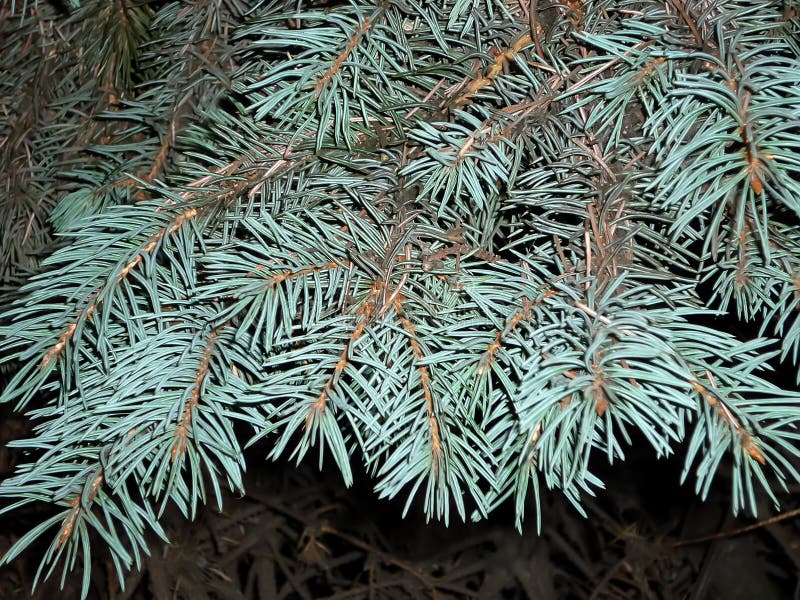 Blue Spruce Bough stock photo. Image of decorative, wreath - 1339494