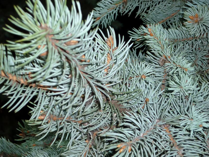 Blue Spruce Bough stock photo. Image of tree, blue, decor - 1339494