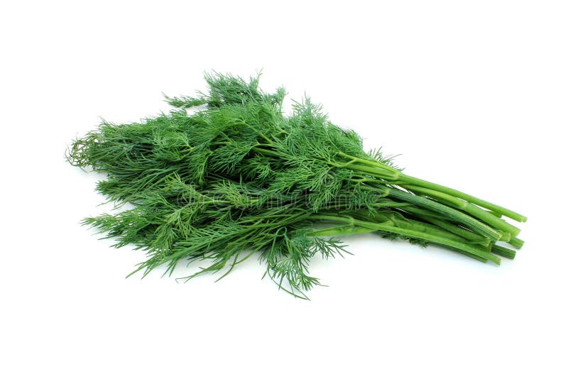 Sprigs of dill stock photo. Image of ingredient, nutrition - 54382366