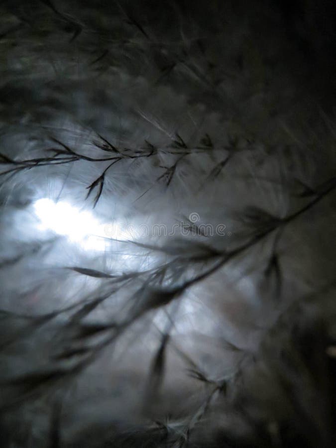 Sprigs of Dried Flowers in the Frame Randomly Stock Image - Image of ...