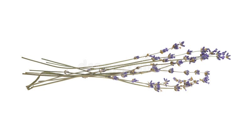 Sprigs of Dried Lavender Flowers Isolated Cut Out on a Transparent ...