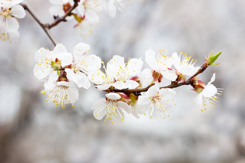 Sprigs of Flowering Tree in Spring. Stock Image - Image of botanic ...