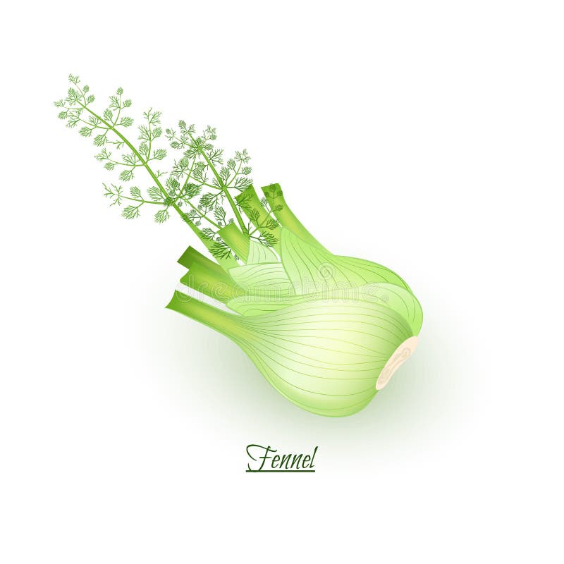 Sprigs of Fresh Delicious Fennel in Realistic Style Stock Vector ...