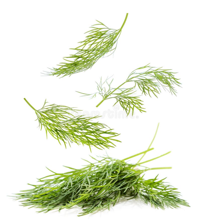 Sprigs of Fresh Dill Falling on a White Background. Isolated Stock ...