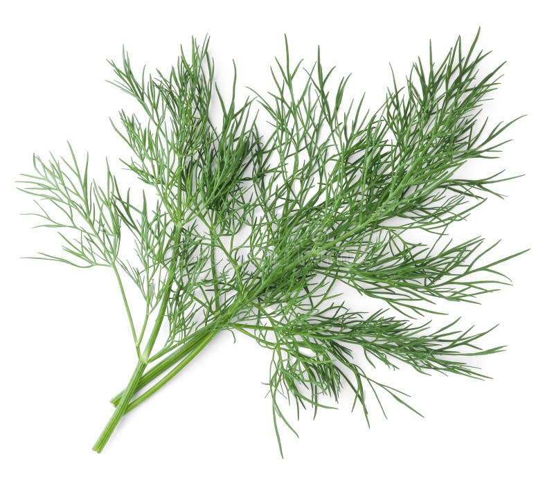 Sprigs of Fresh Dill Isolated on White Stock Photo - Image of delicious ...