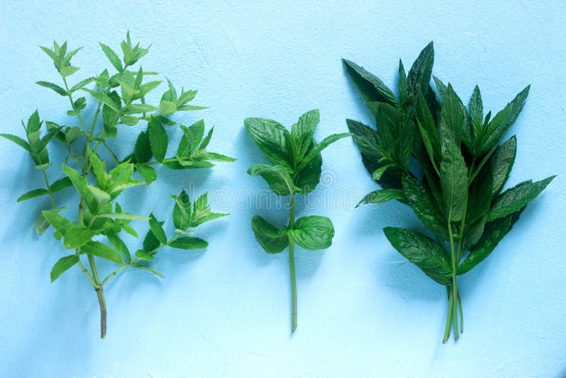 Sprigs of Fresh Mint of Different Varieties on a Blue Background. Stock ...