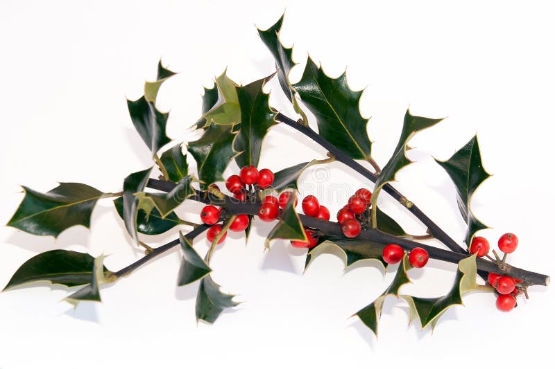 Sprigs of holly stock photo. Image of sprig, berry, gift - 3717912