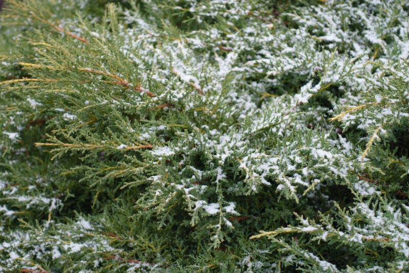 Sprigs of Juniper Covered with Snow in December Stock Photo - Image of ...