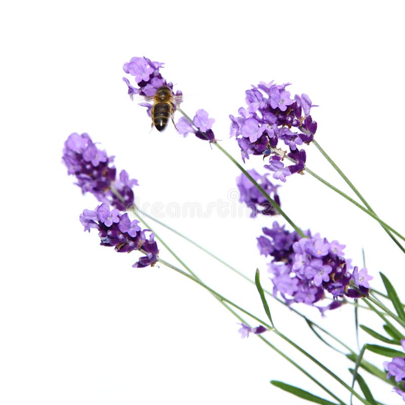 Sprigs of Lavender in Bloom Stock Photo - Image of background, white ...