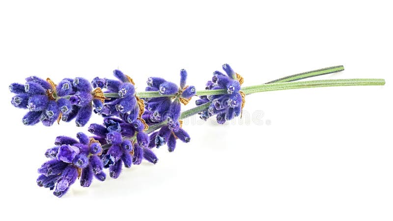 Sprigs of Lavender Flowers Isolated on White Background. Lavender ...
