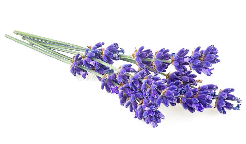 Sprigs of Lavender Flowers Isolated on White Background. Lavender ...