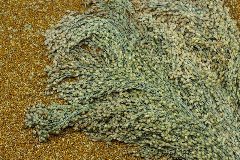 Sprigs of Red Millet and Grain Millet Close-up Stock Image - Image of ...