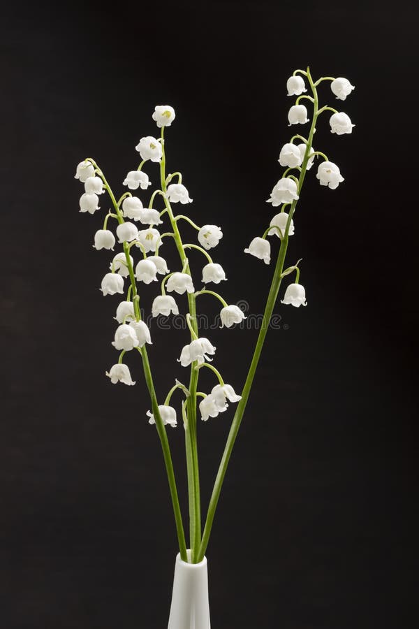 Sprigs of Spring Lilies of the Valley Close-up Stock Image - Image of ...