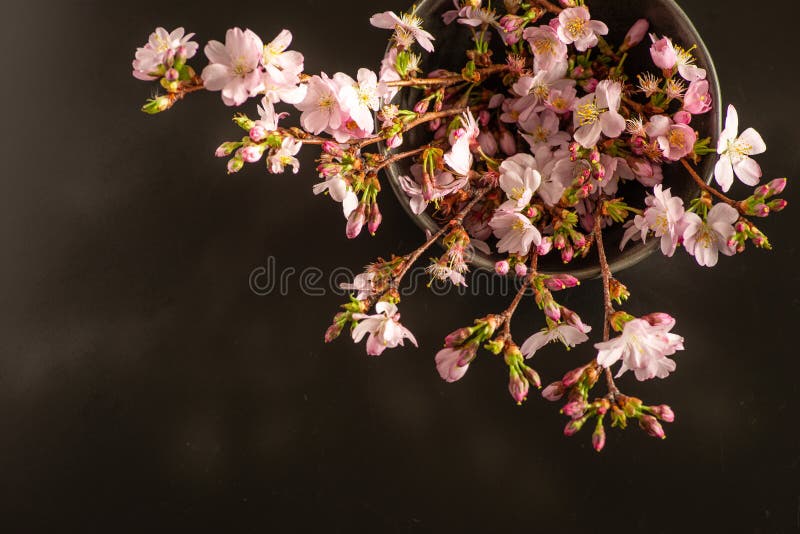 Sprigs of Spring Pink Flowers in a Vase Create Shadows on a Dark ...