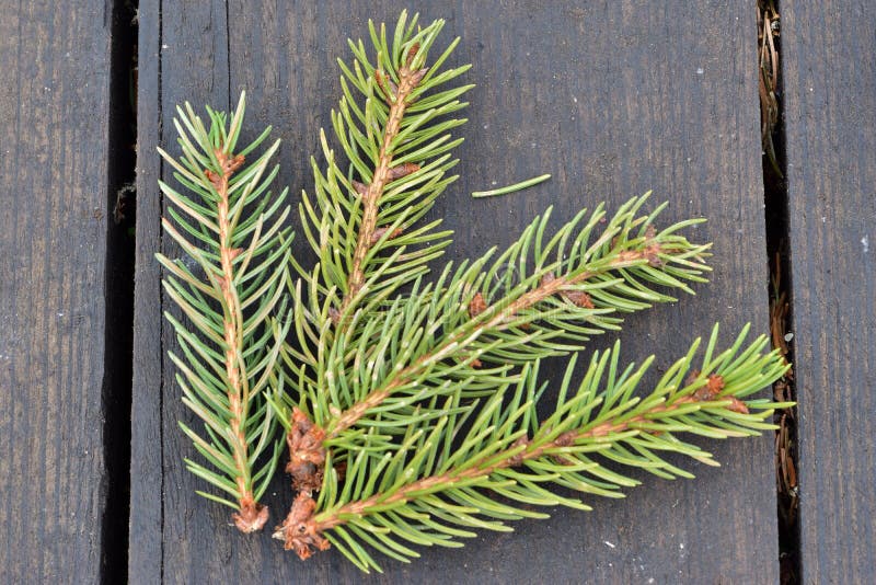 Sprigs of Spruce on the Dark Surface of a Stained Board Stock Image ...