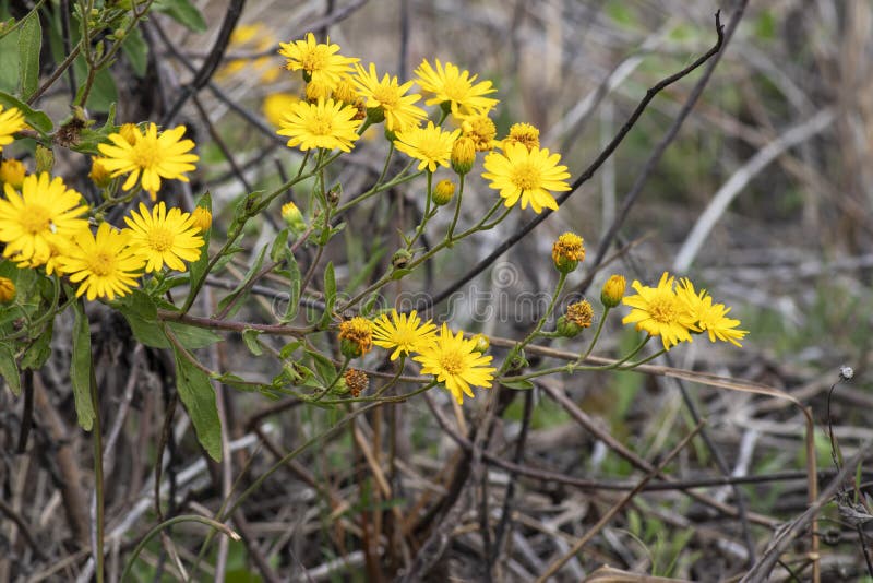 Sprigs buds stock image. Image of close, little, garden - 22416039