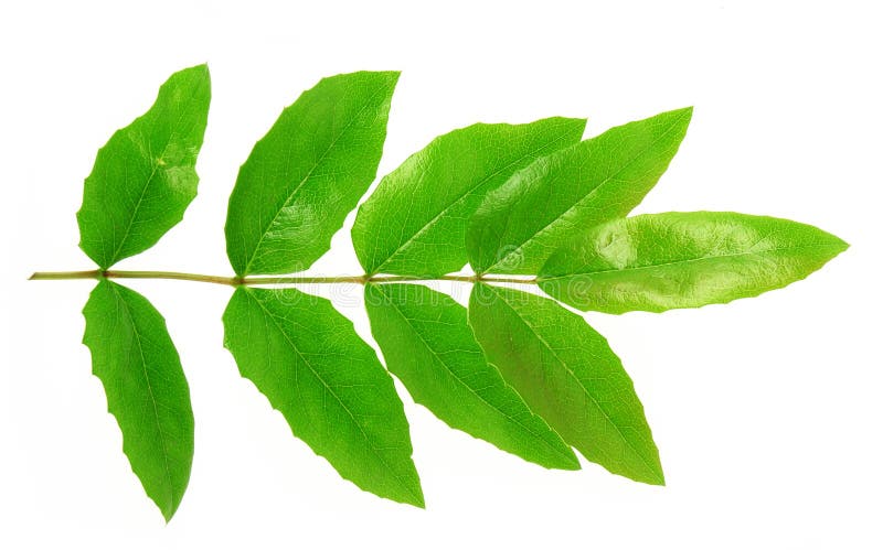 Sprin leaf stock photo. Image of bright, spring, freshness - 14309624