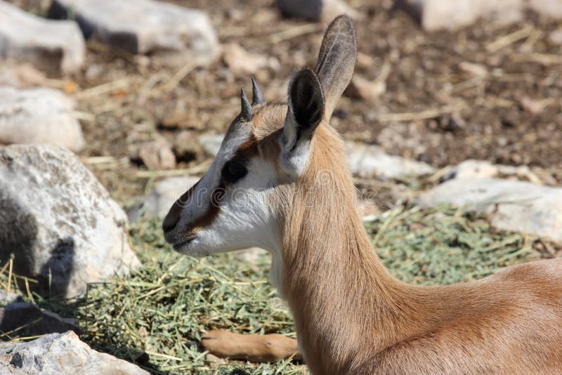 Springbok foal stock photo. Image of gazelle, antelope - 14911408