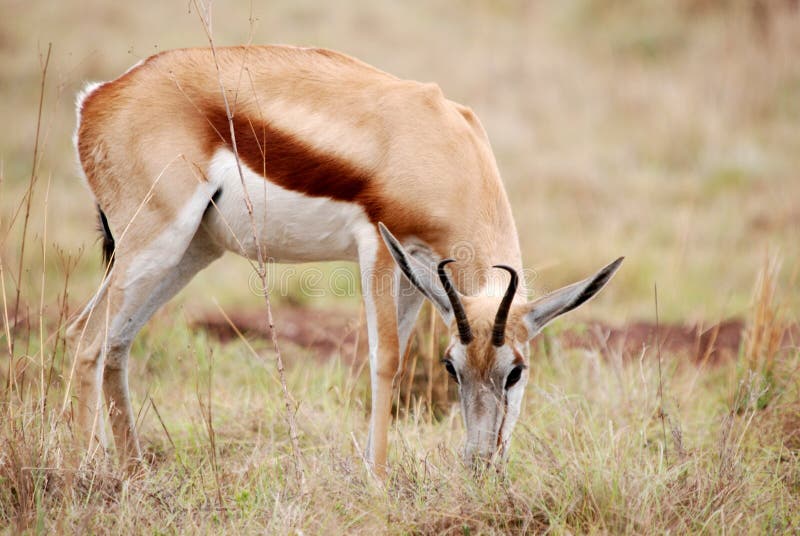 Sprinbok Grazing stock image. Image of graze, grass, destination - 7341819