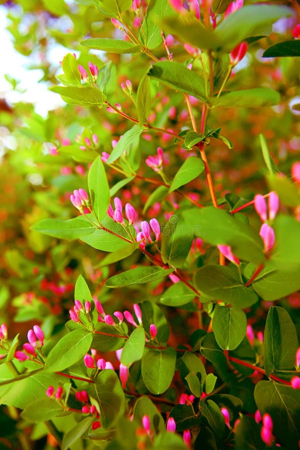Fresh New Bright Red Spring Growth of Pieris Japonica, Also Known As ...