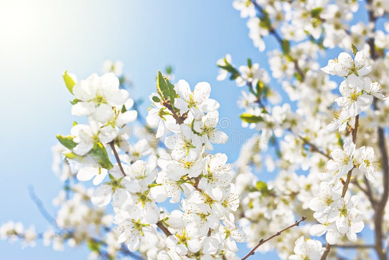 Spring stock photo. Image of tree, spring, warm, working - 13186344