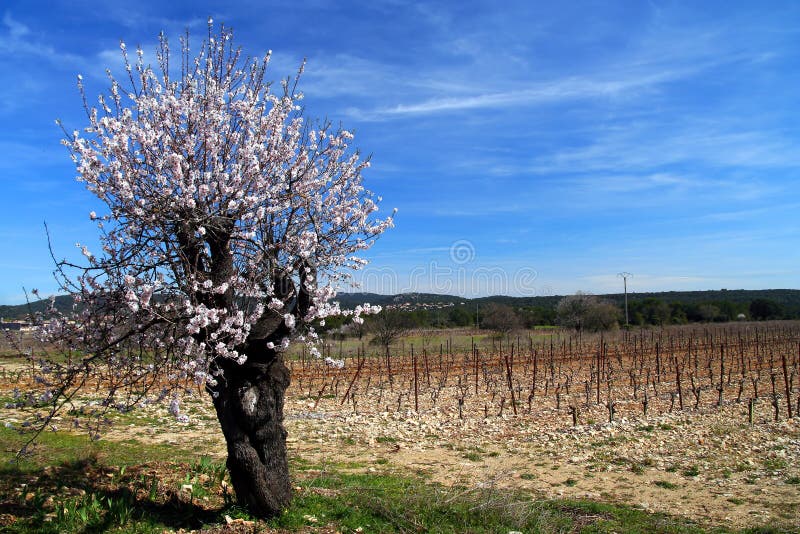 Spring in the countryside stock photo. Image of leafy - 10836750