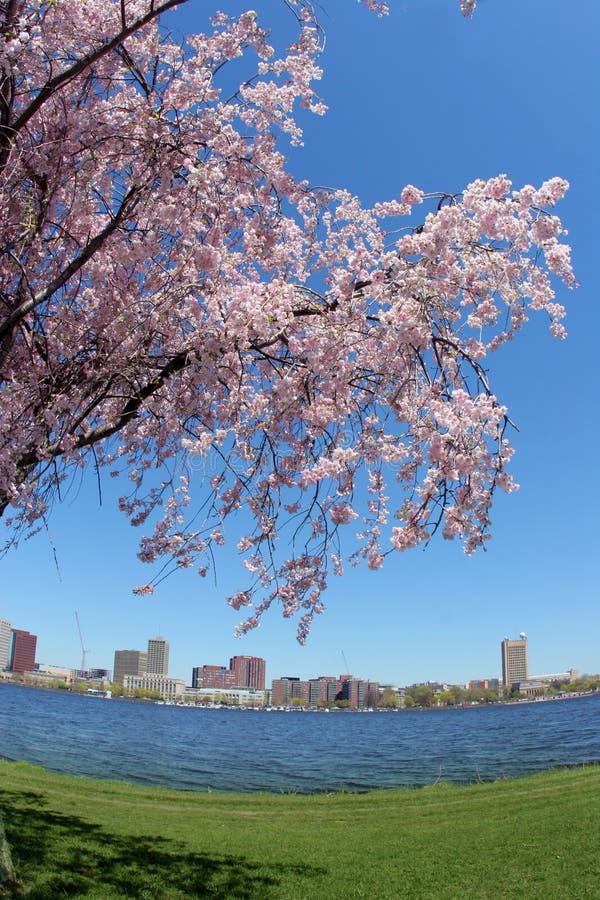 Spring in a city stock photo. Image of seasonal, japanese - 84356