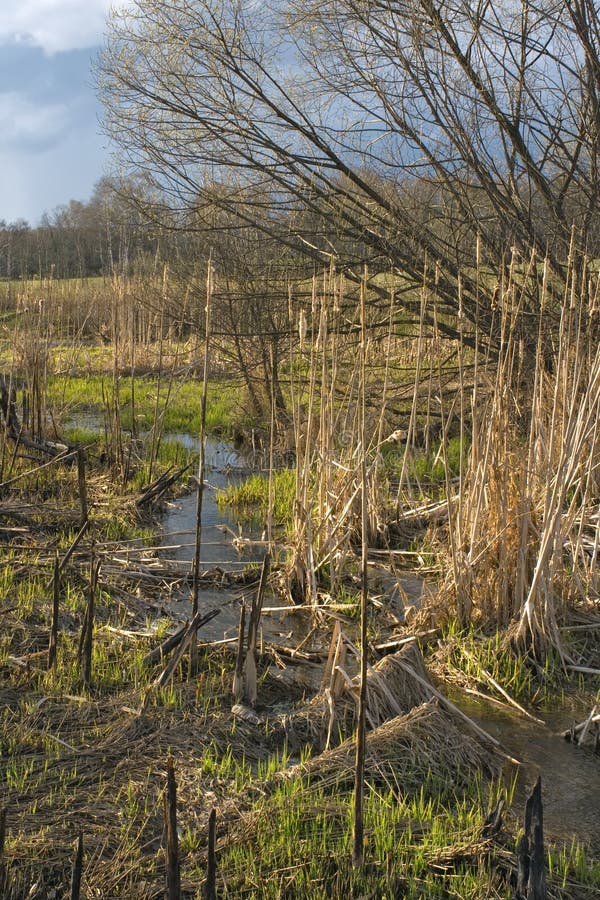 Spring stock photo. Image of water, meadow, overcast - 13264322