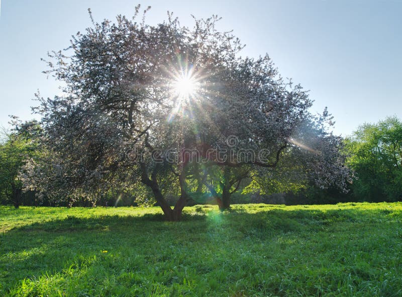 Farm apple tree stock image. Image of bright, harvest, tree - 734137
