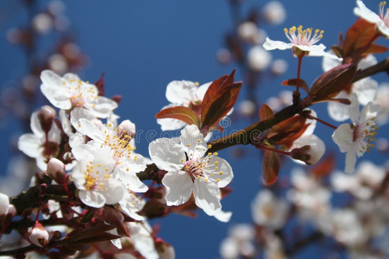 Spring time stock photo. Image of insect, flower, clouds - 1478550