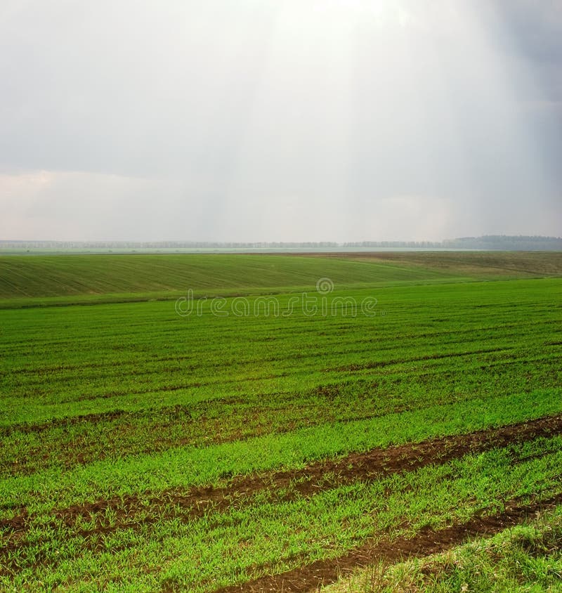 Harvest time stock photo. Image of maze, combineharvester - 1007292