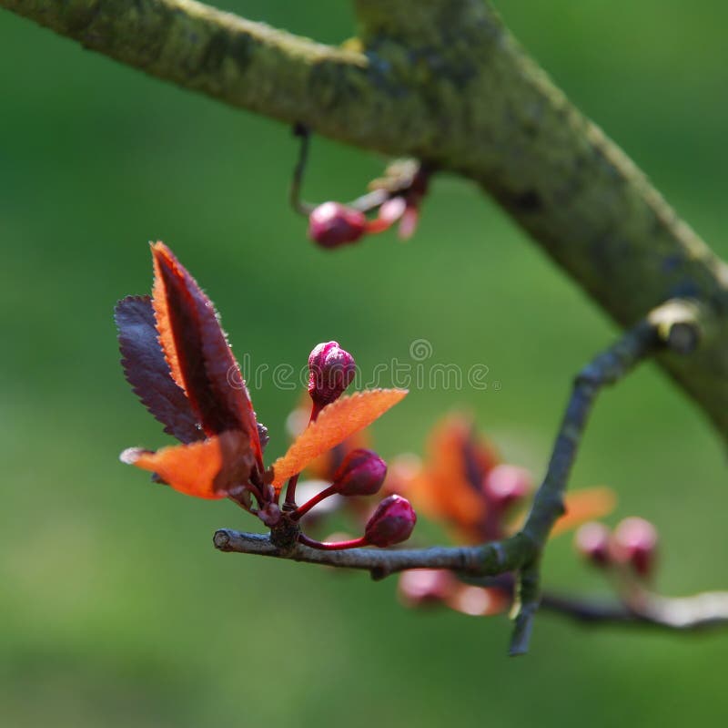 Spring stock photo. Image of leaf, buds, beauty, green - 18495220