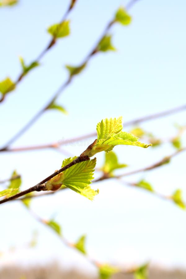 Spring stock photo. Image of foliage, seasons, branch - 18748058