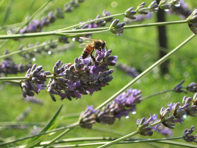 Spring stock image. Image of flowery, field, lavender - 19298603