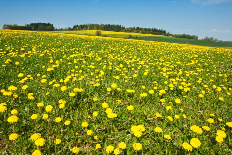 Easter Lambs stock image. Image of dandelion, flowers - 4183677