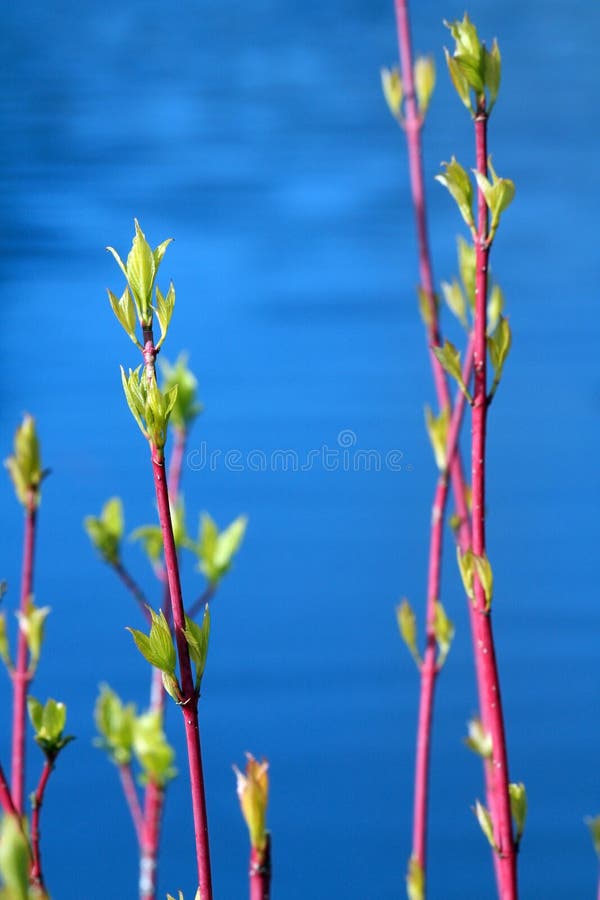 Spring stock photo. Image of leaves, green, spring, sprouting - 2205654