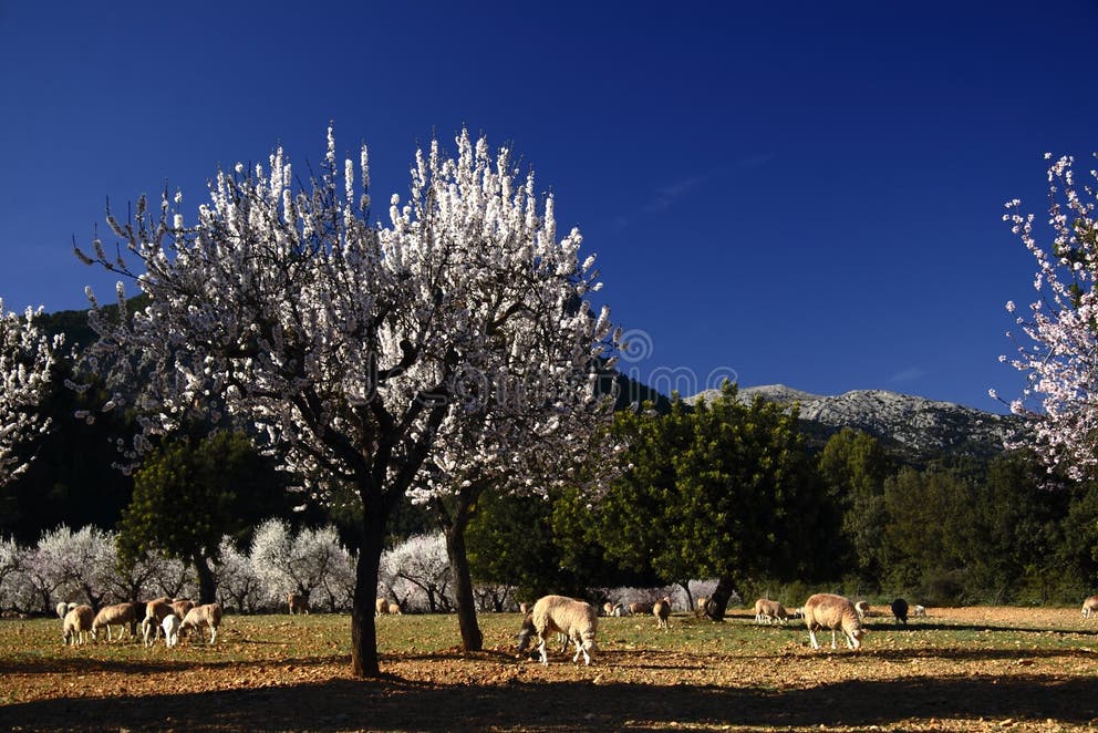 Spring stock image. Image of morning, clear, spain, majorca - 2272477