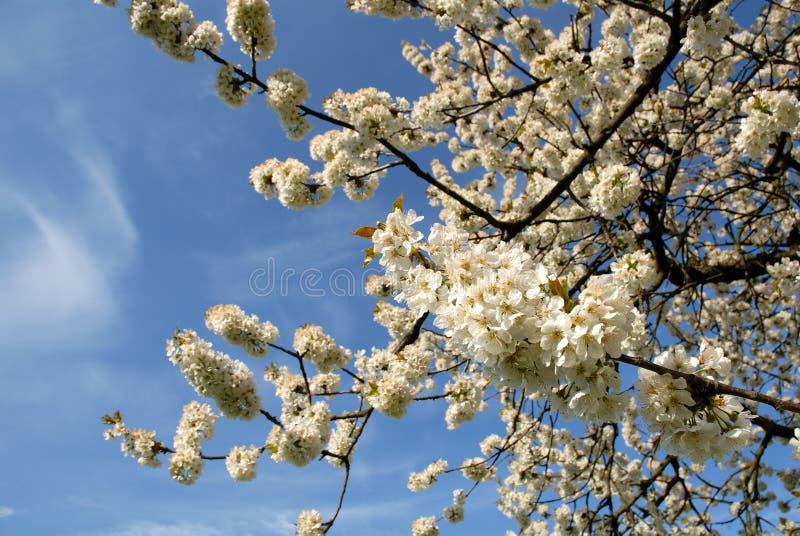 Spring window stock photo. Image of spring, interior, wooden - 682864