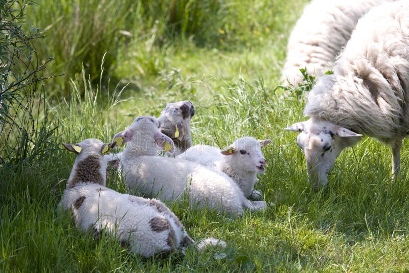 Spring stock photo. Image of mammals, marked, animal - 25644822