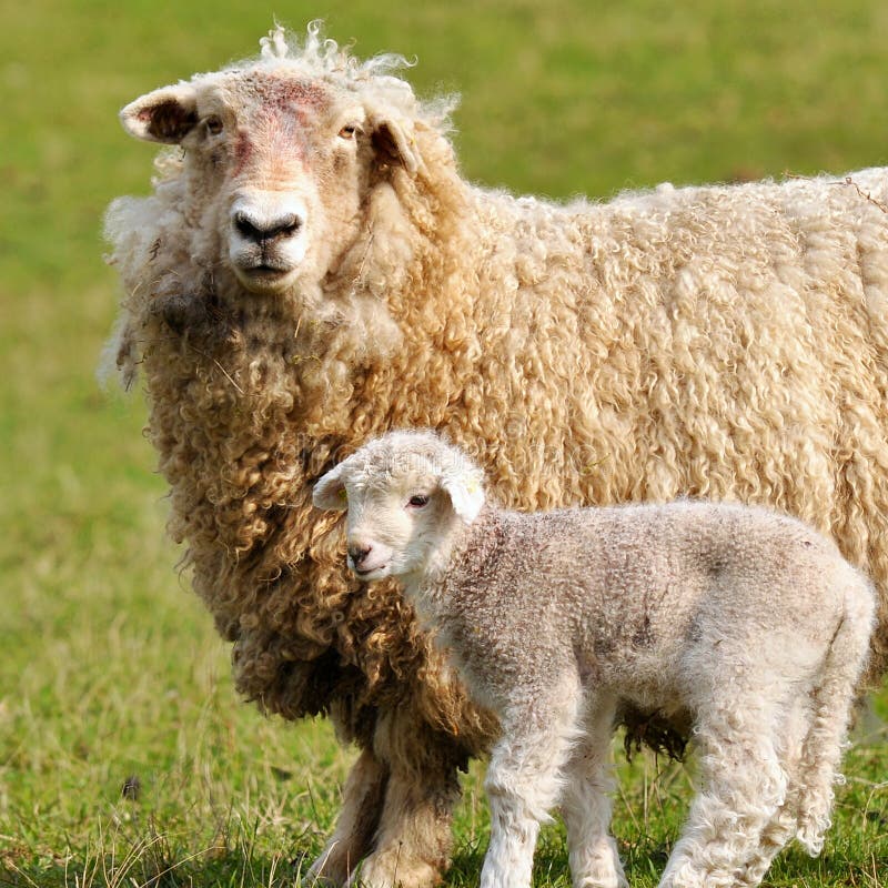 Spring stock image. Image of young, mammal, nature, sheep - 37718039