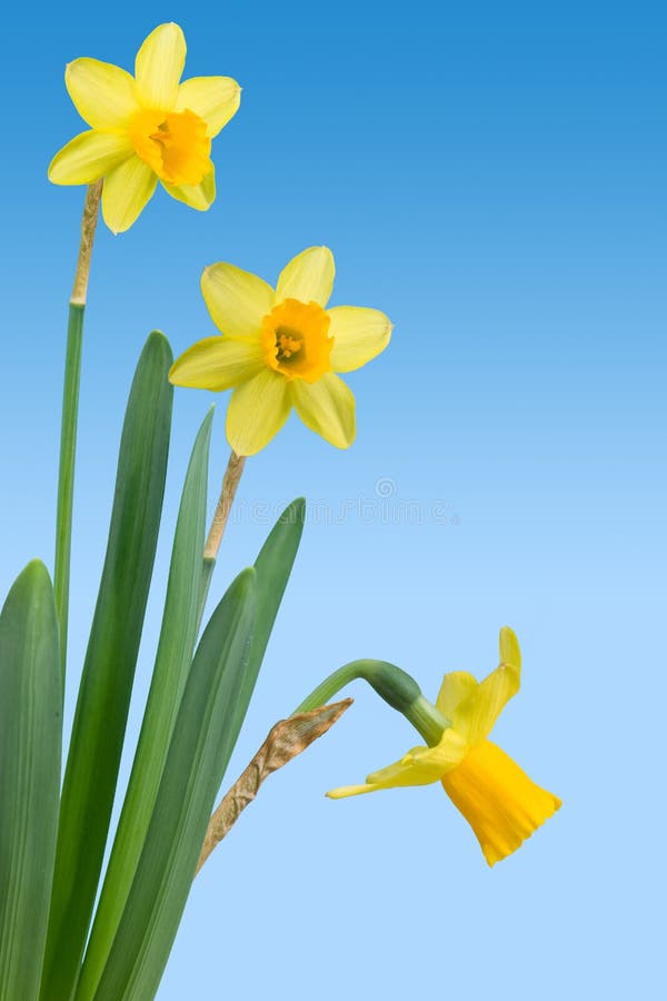 Spring stock image. Image of leafs, shot, group, jonquilla - 3979153