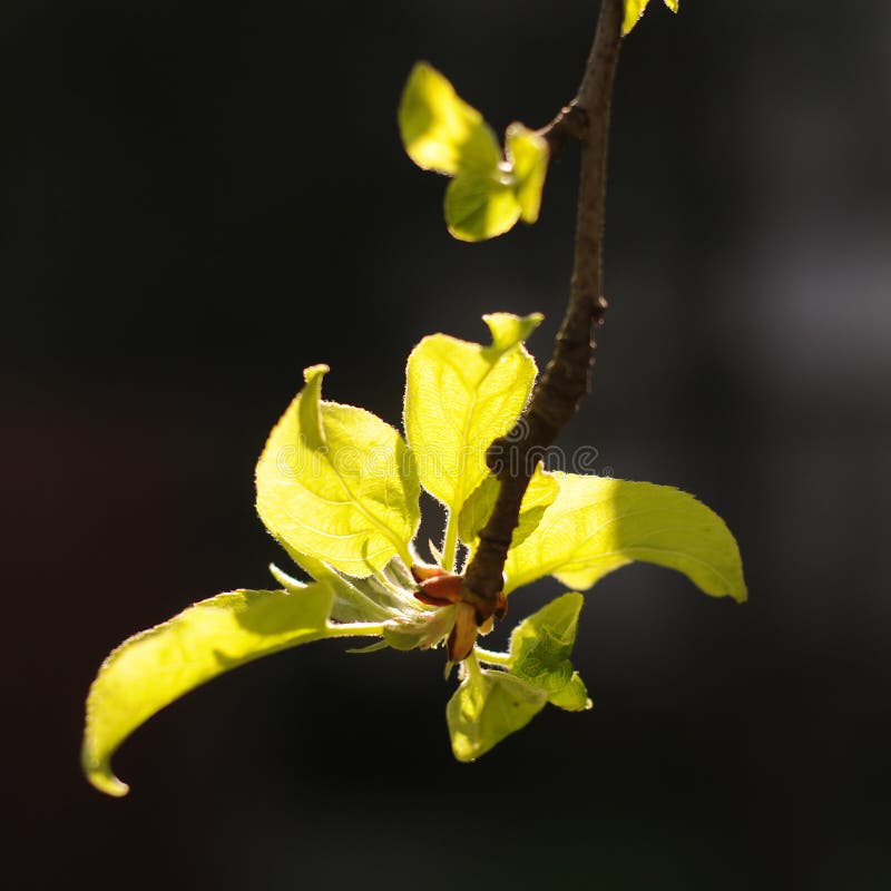 Spring stock image. Image of spring, freshness, branches - 4824177