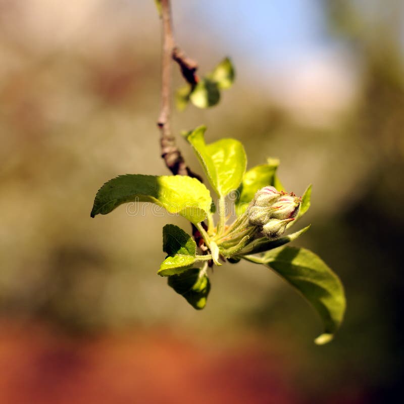 Spring stock image. Image of spring, freshness, branches - 4824219