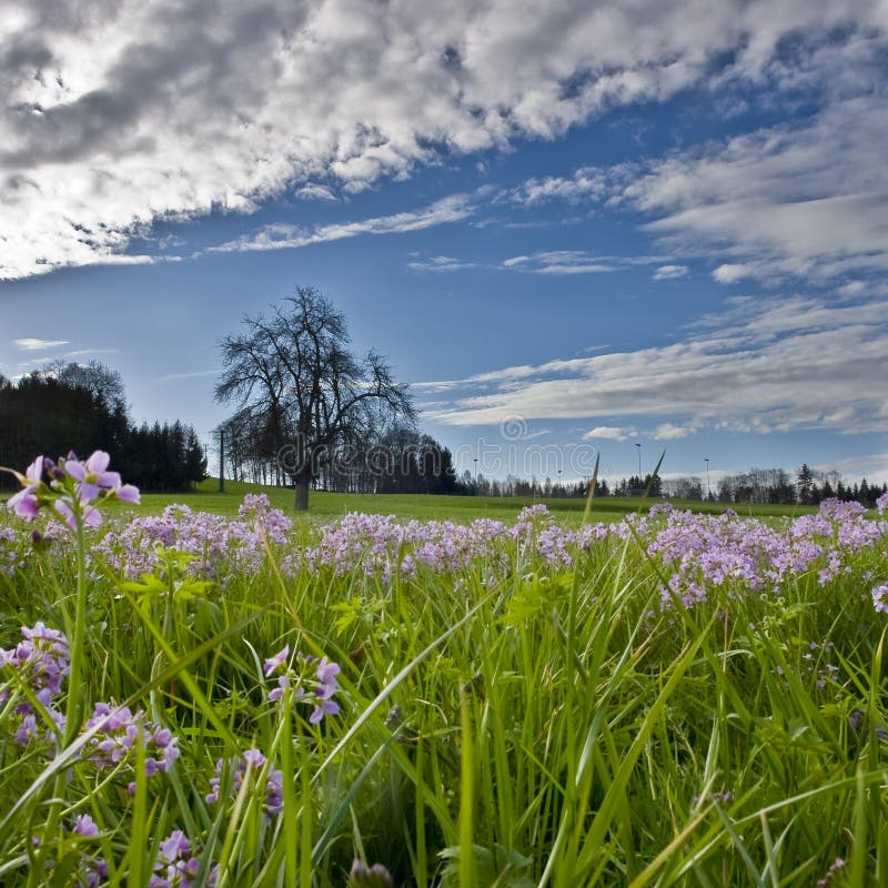 Spring stock photo. Image of grass, wild, flowers, fields - 4873036