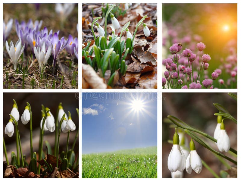 Spring flowers collage stock image. Image of flora, natural - 17432277