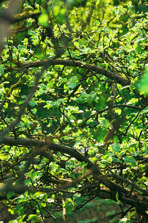 Spring stock photo. Image of leaves, thick, leaf, natural - 5310612