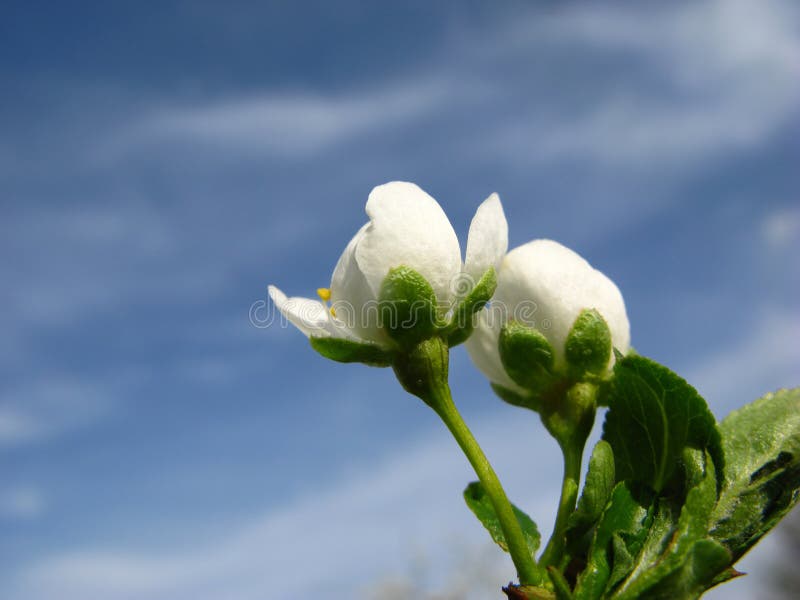 Spring stock image. Image of blue, growth, gardening, bloom - 3466453