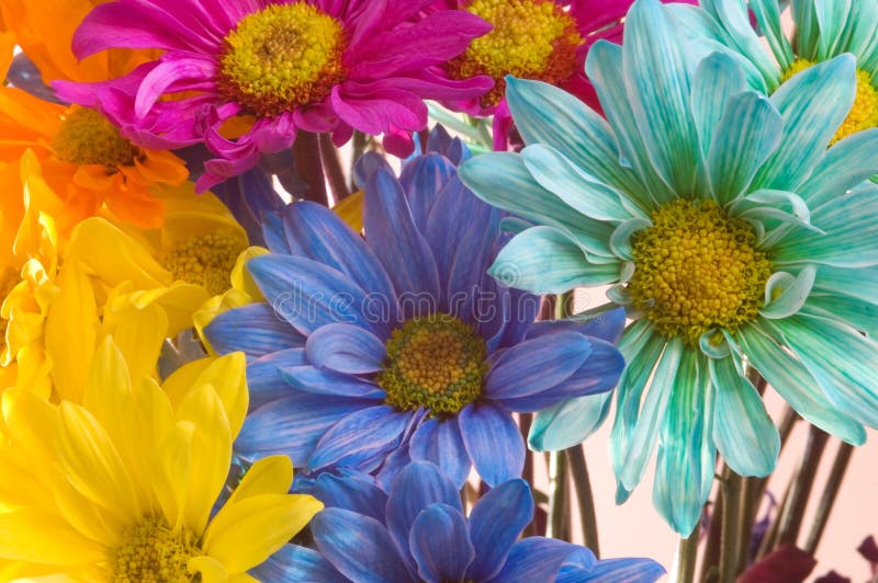 Crazy Daisies stock image. Image of colorful, spring, flowers - 84351