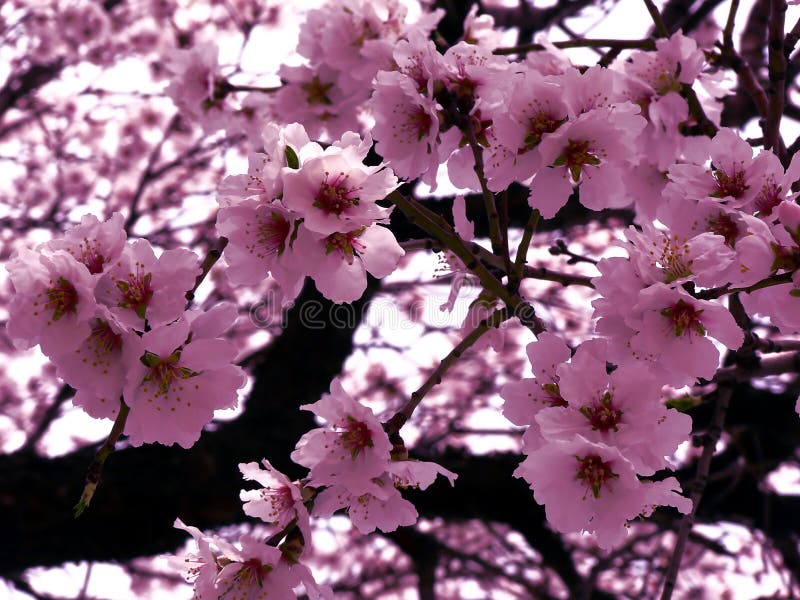 Spring flowers stock image. Image of floral, detail, beautiful - 12945569